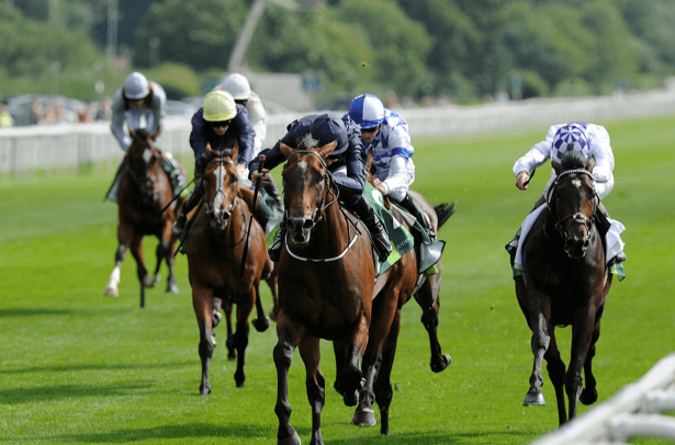 Horse Racing Results Form - Horse Racing Results Racecard Data App Database