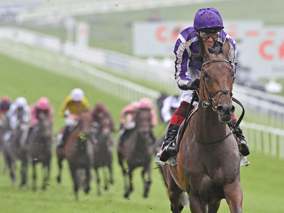 Horse Racing Results Form - Horse Racing Results Racecard Data App Database